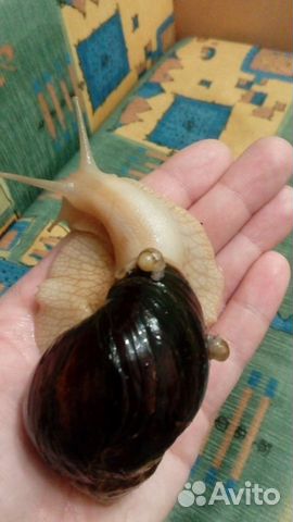 Улитка ахатина