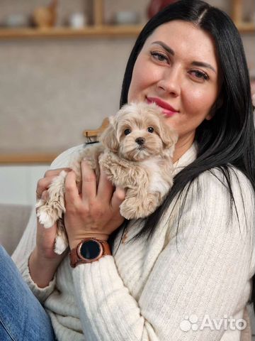 Девочка Мальтипу Maltipoo mini