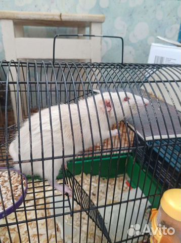 Домашняя крыса, отдам даром