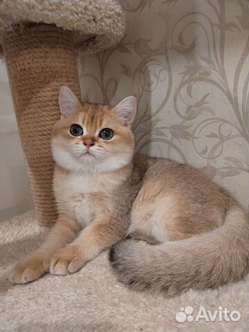 Золотой британский мальчик