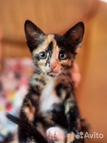 Самый благодарный котёнок девочка 2 мес