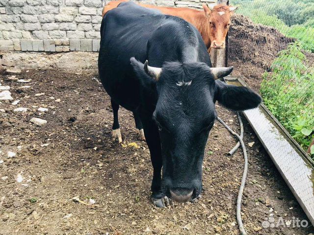 Корова дойная с теленком