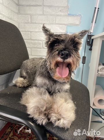 Цвергшнауцер в добрые руки девочка