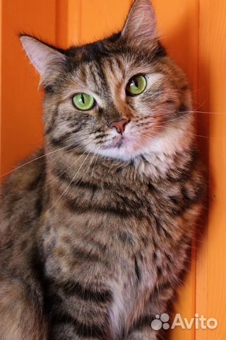 Кошка Манка, 1.5 года (из приюта)