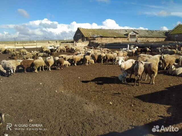 Овцы бараны ягнята оптом