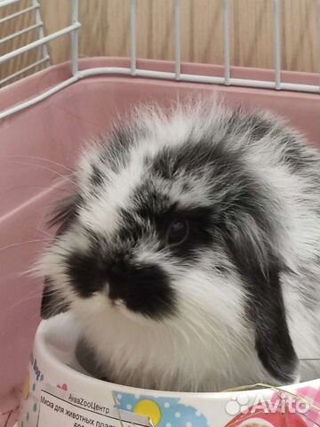 Карликовый вислоухий кролик