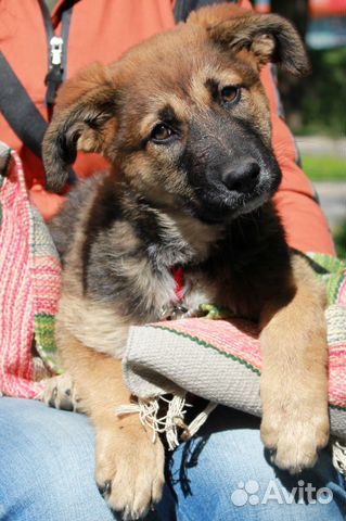 Спасите Лизу