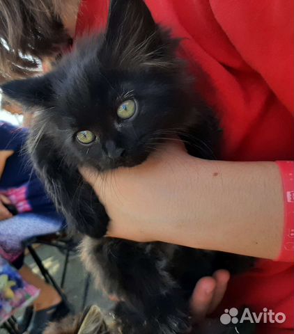 Котята ищят добрых хозяев, очень ласковые
