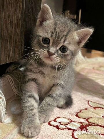 Шотландский котёнок
