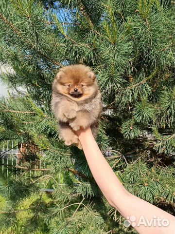 Шпиц