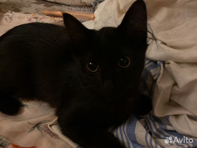 Котята в добрые руки даром