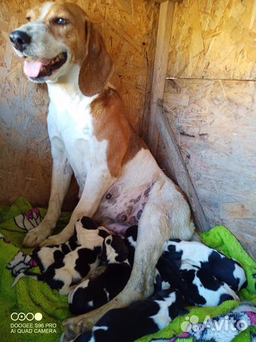 Эстонская гончая щенки