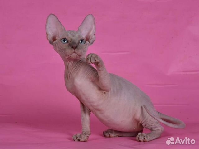 Канадский сфинкс девочка