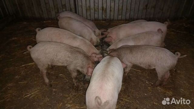 Поросенок белая дюрок