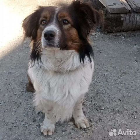 Собака в добрые руки отдам бесплатно