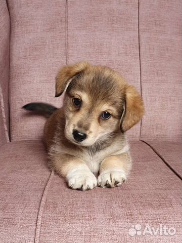 Йоки ищет хозяев