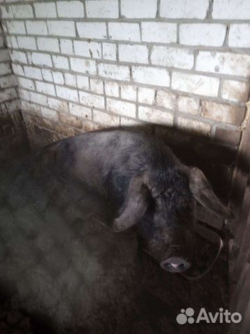 Хряк на племя