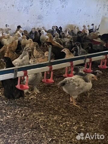 Куры цыплята