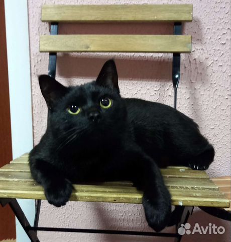 Кот