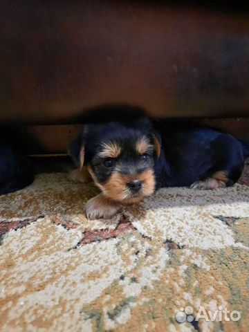 Йоркширский терьер щенки