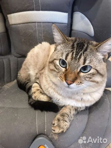 Кот