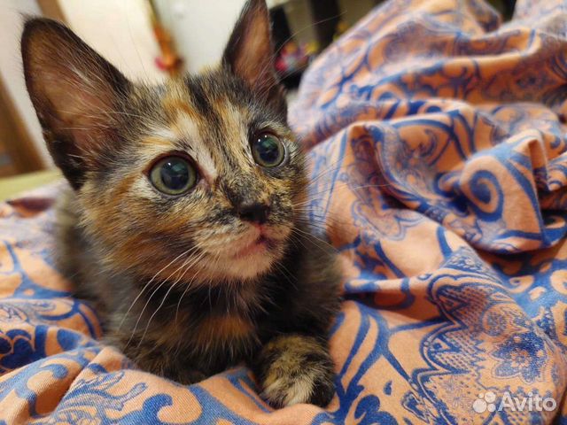Котёнок ищет дом