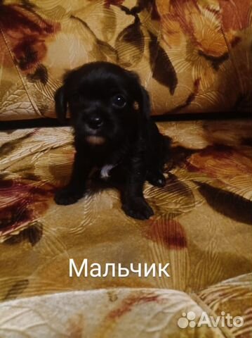 Продам щенят