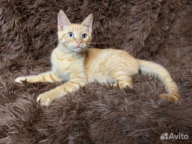 Котёнок в дар