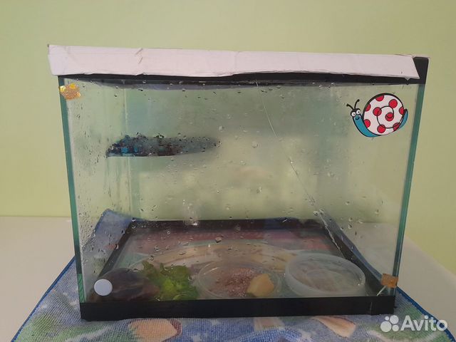 Улитку отдам