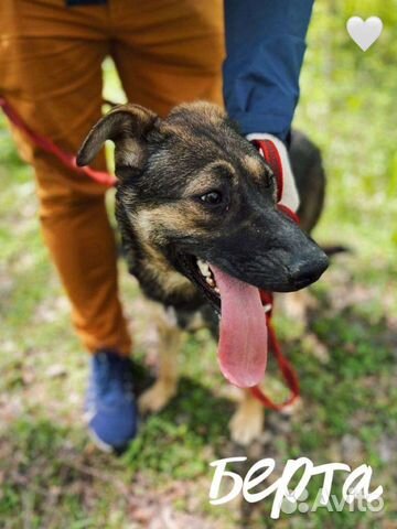 Берточка из приюта ищет дом