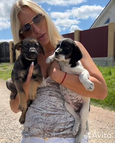 Щенки в добрые руки