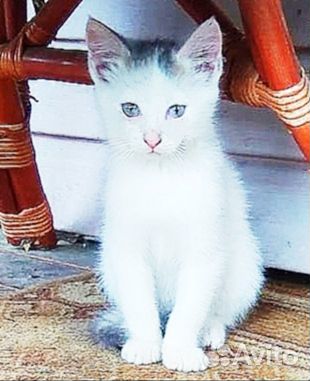 Котенок Коврижка 3 мес