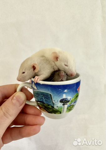 Крысята крыса