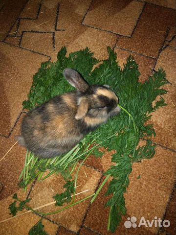 Декоративные кролики