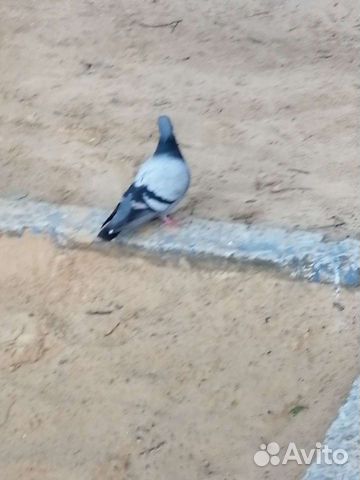 Голубь обыкновенный