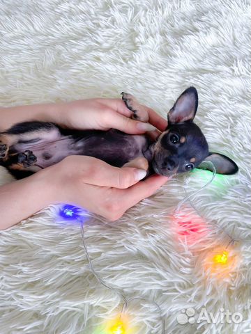 Любопытный храбрец "Цветик" Той Терьер Мальчик