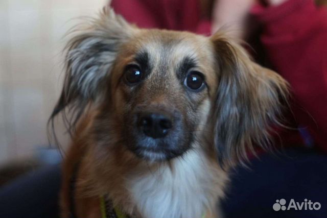 Ласковый Чарли