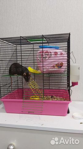 Крыска дамбо