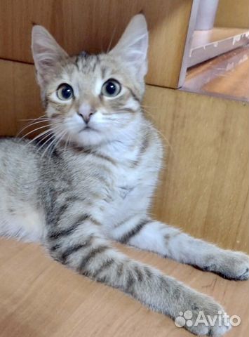 Котенок девочка в добрые руки