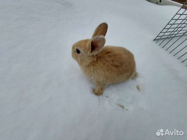 Крольчата месячные, карликовые