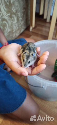 Джунгарский хомяк бесплатно