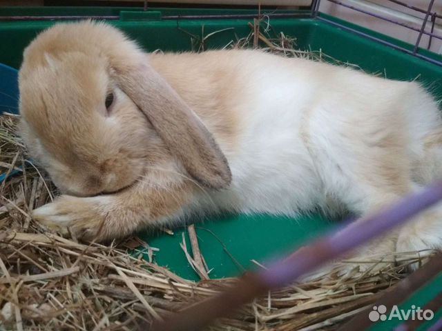 Декоративные кролики вислоухие