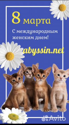 Абиссинские котята к празнику