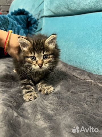 Котята в добрые руки бесплатно мальчик