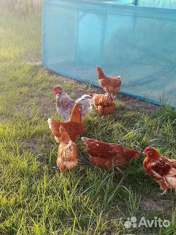 Куры несушки