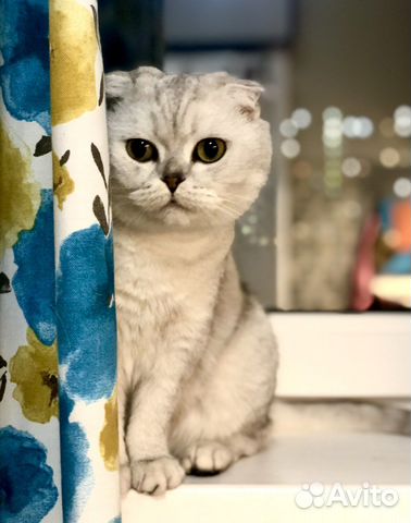 Британская кошечка (Мару, 4 года)