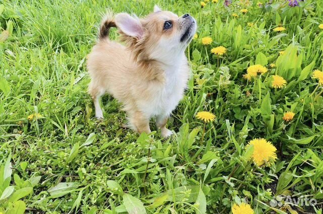 Мальчишка чишка