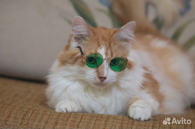 Самый ласковый и нежный Хин ждёт семью