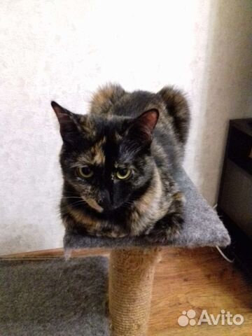 Малышка ищет дом