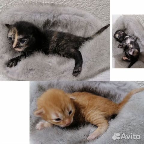 Чудесные котята и кошечка